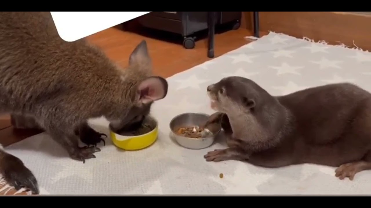 Otter Punch makes cute noise while eating snacks🦦😁|Cute Otter #shorts # ...