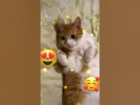 😻Надо больше миску😻23.12.23 #котики #очаровашки #animals #кот #харьков ...