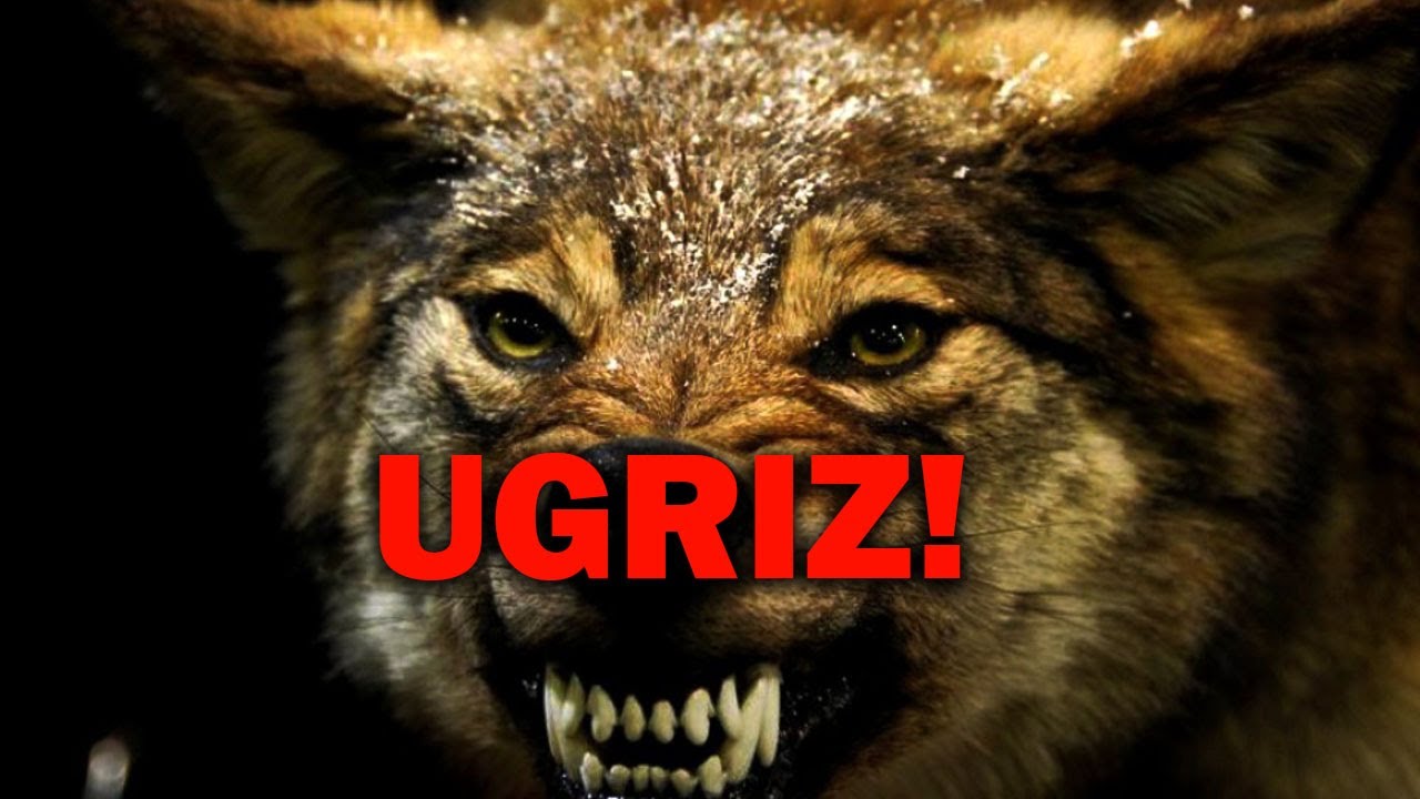 TOP 20: Psi sa Najjačim Ugrizom! Koja Rasa Ima Najjači Ugriz? - YouTube