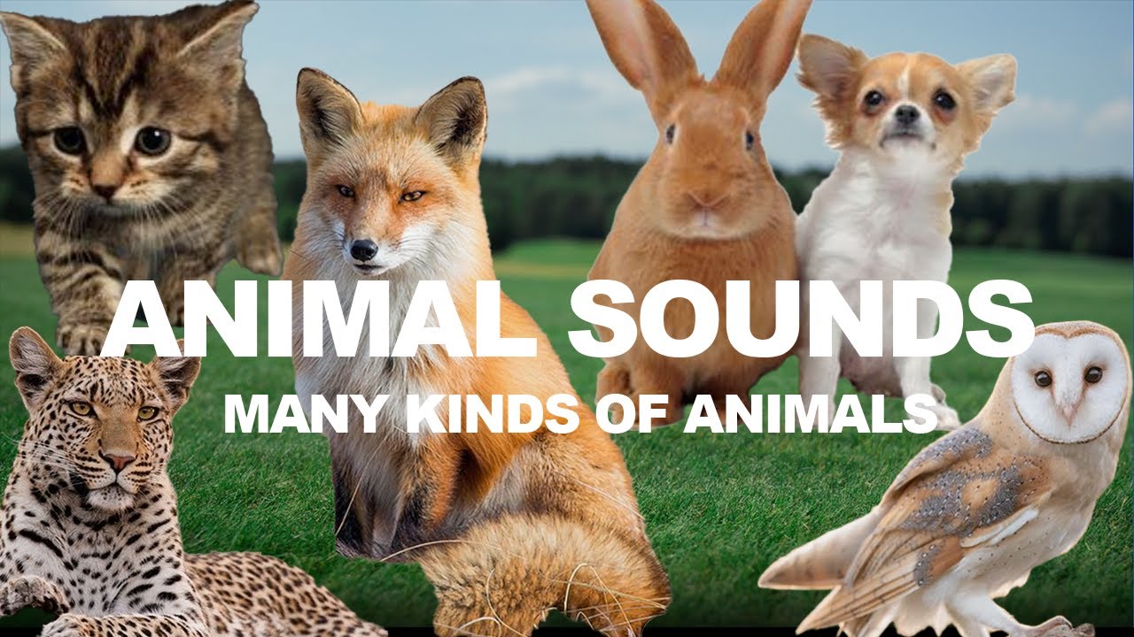 Wild Animal Sounds In Nature: Panda, Sheep, Chicken, Goose, Goat, Cow ...