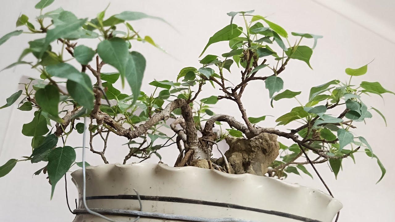 peepal : lord brahma, vishnu and shiva lives | holy tree | sacred fig ...