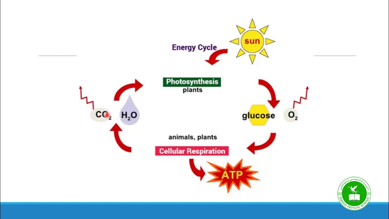Biology, Photosynthesis @Omeed Private High School - YouTube