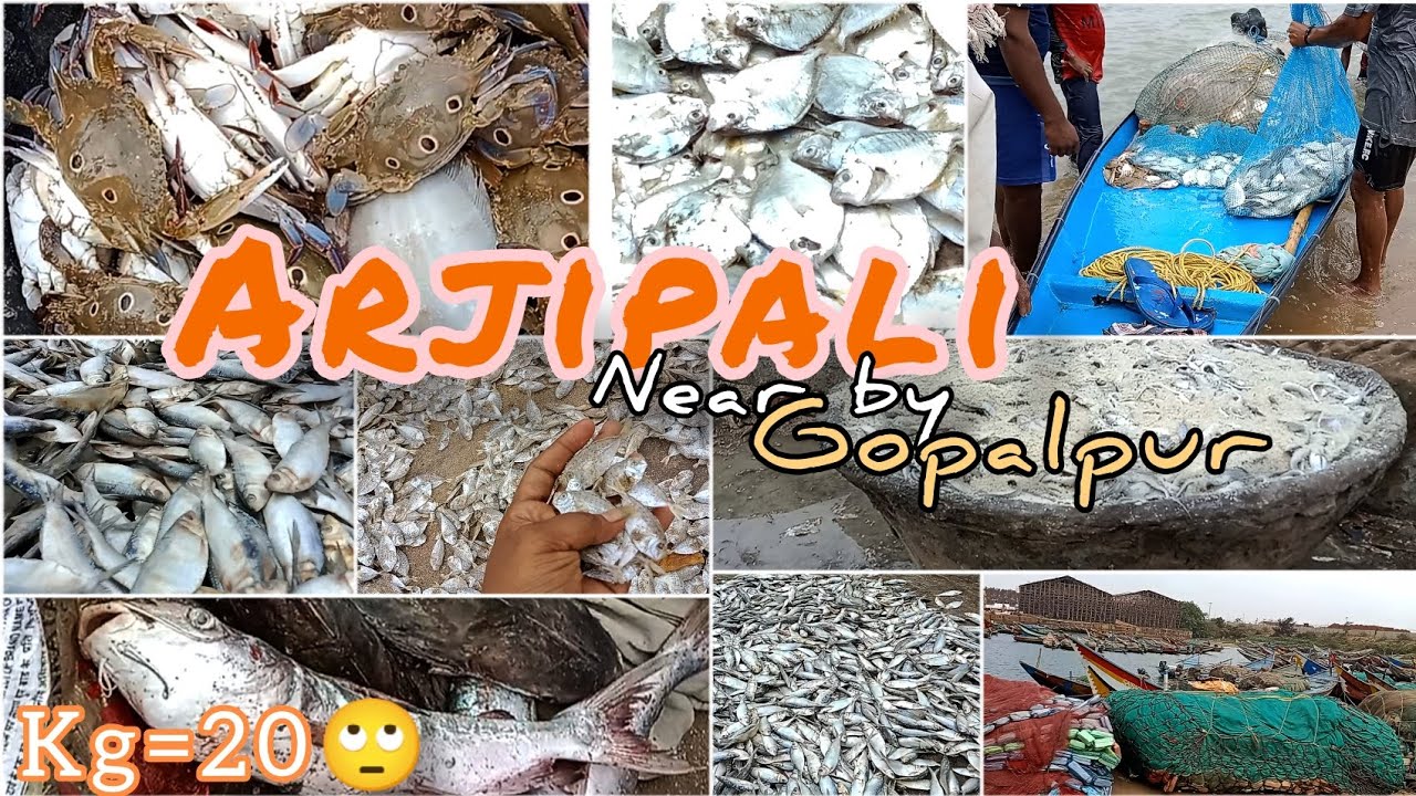 Arjipali Near By Gopalpur Odisha || Sea Food From Odisha || Fish ...