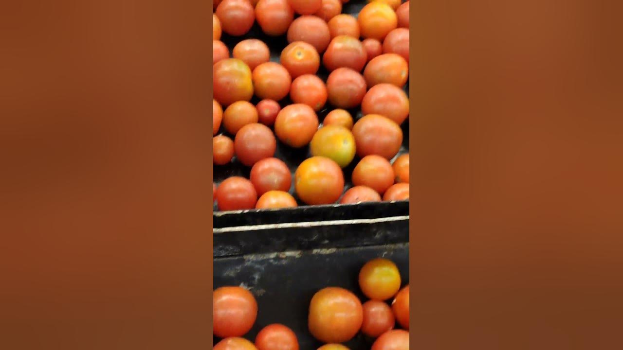 شيري توميتو طماطم شيري سو كيوت 😍😍 🍅🍅 Youtube