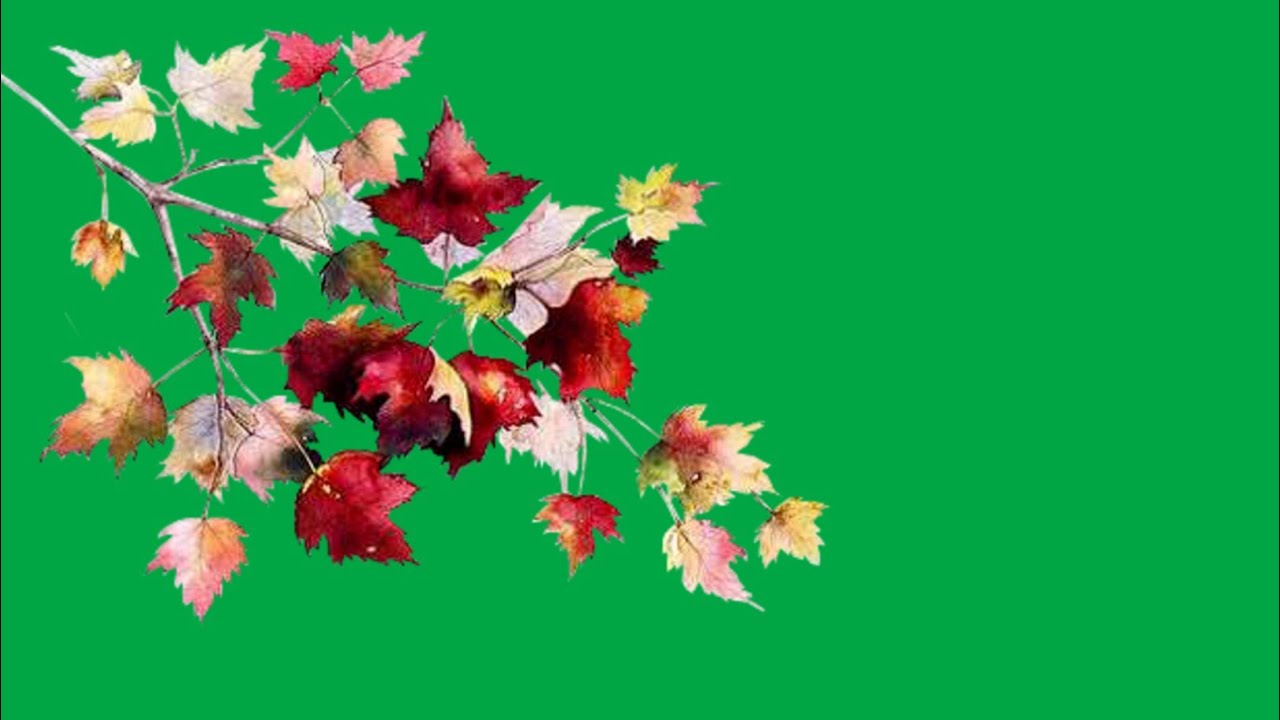 tree branch moving green screen | green screen tree leaves effect ...