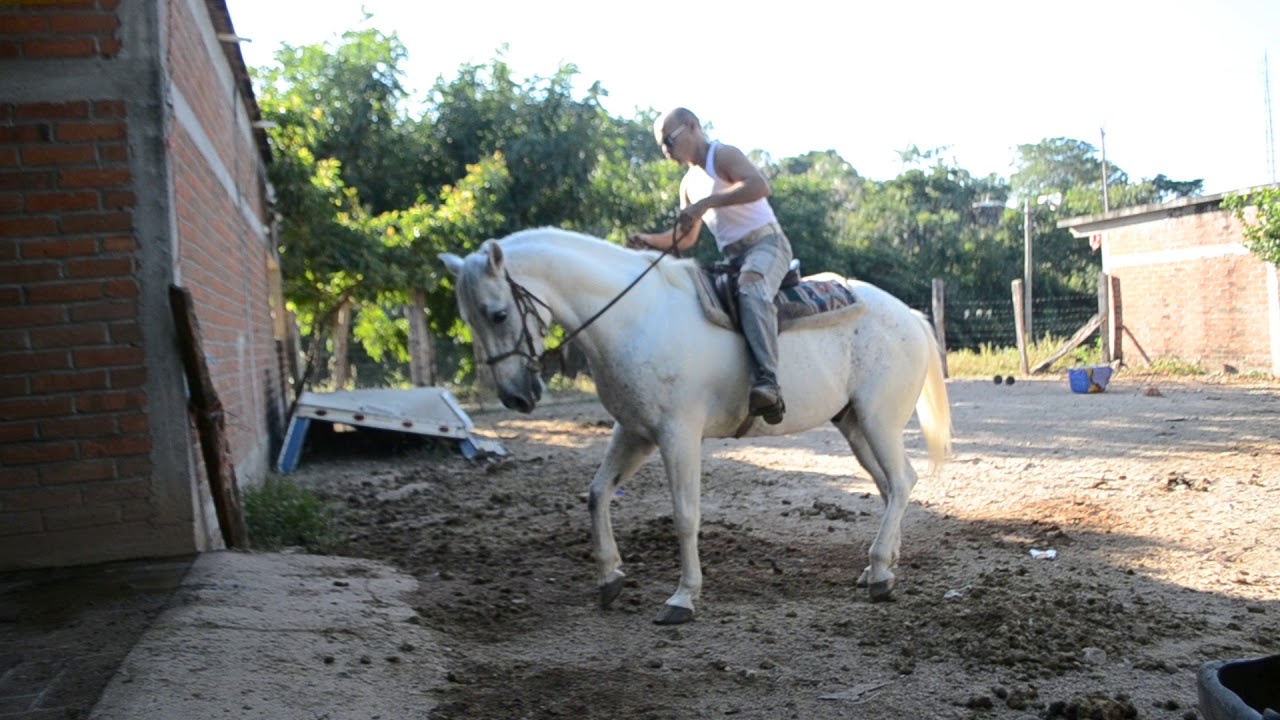 Caballo tordillo mosqueado (Elvis) - YouTube