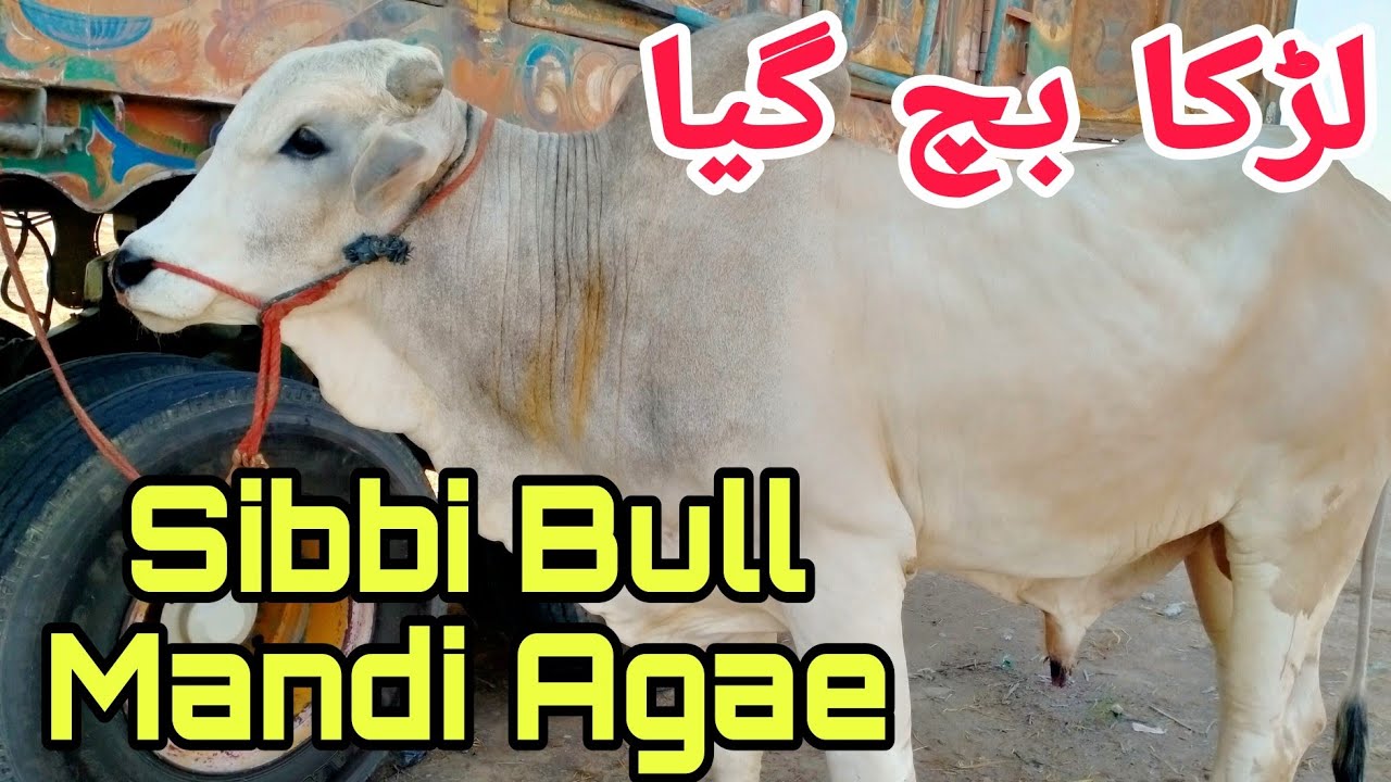 Sibbi Bulls Agae Mandi Main | Larka Bach Giya | Northern Bypass Mandi ...