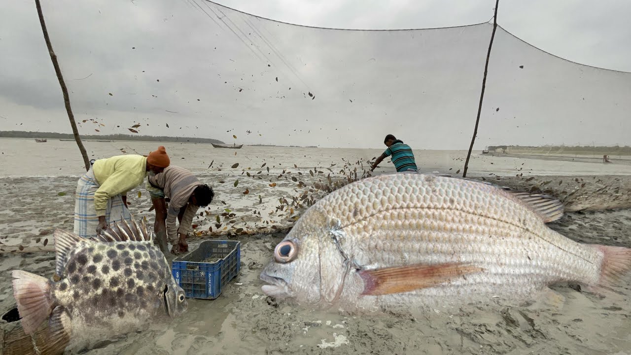 Big Size Datina Fish Catching at night in Sundarbans | Costal Area ...