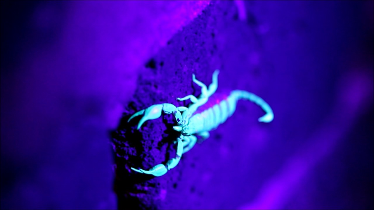 European yellow tailed scorpion - Isle of Sheppey, Kent - YouTube