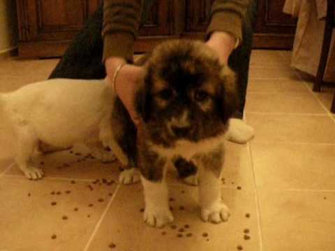 alabai kafkas puppy