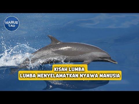 MENYEDIHKAN 😭😭 // KISAH LUMBA-LUMBA MENYELAMATKAN NYAWA MANUSIA 😱😱 ...