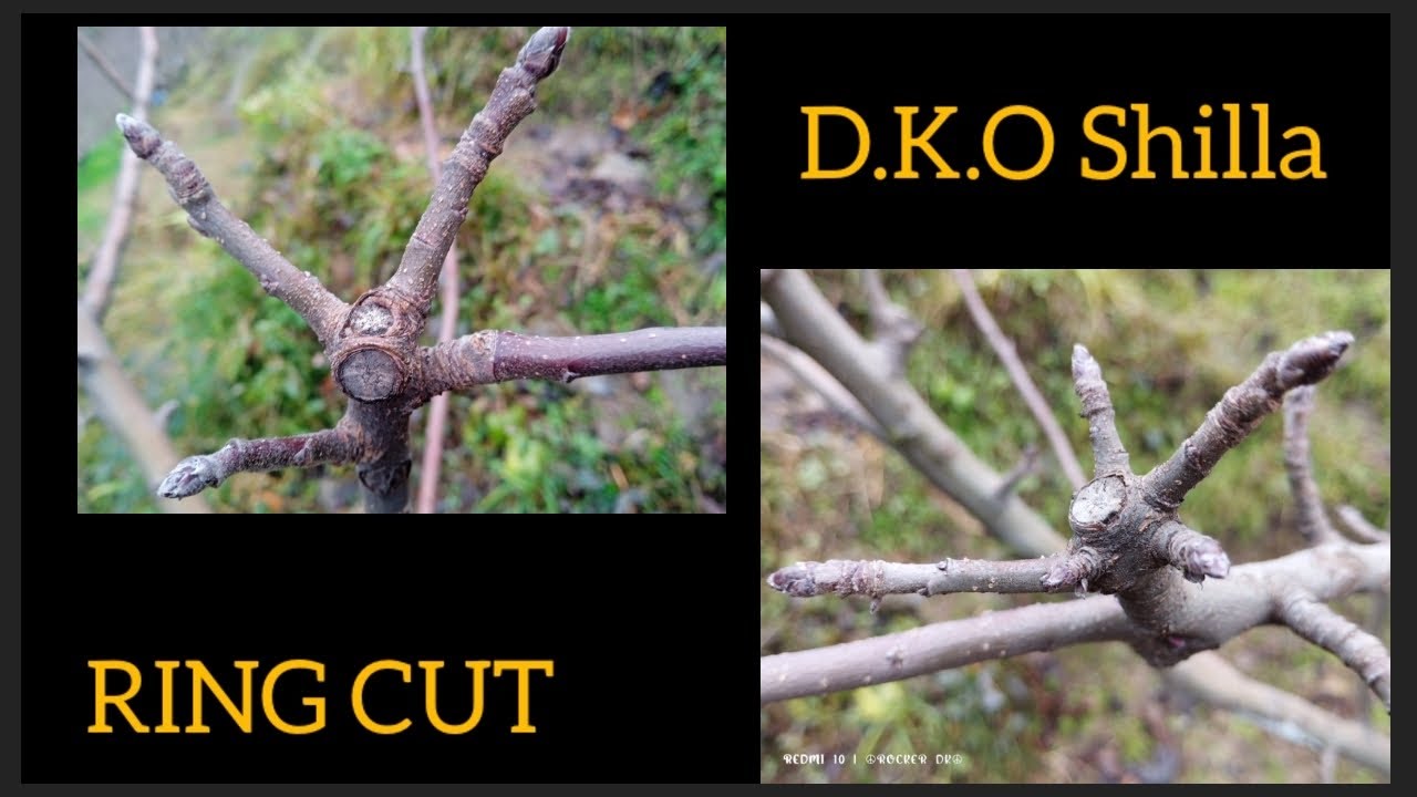 Ring cut #apple #cutting #pruning #plants - YouTube