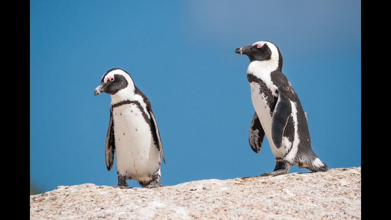 Penguins - HD Videos on Demand - YouTube