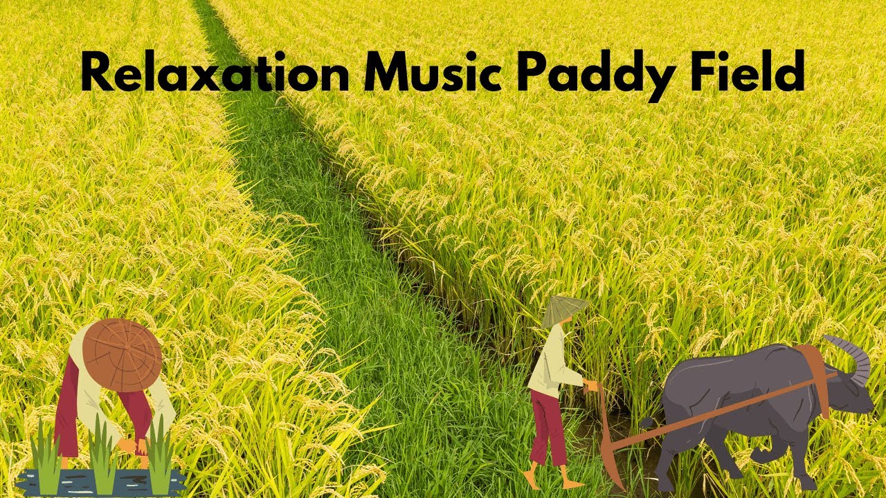Relaxation Music (Paddy Field) - Relieve Stress & Calming Melodies ...