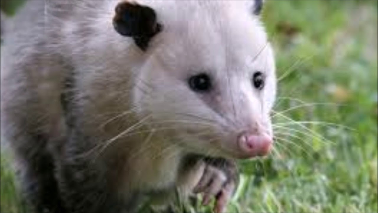 Possum and the Rabbit - YouTube