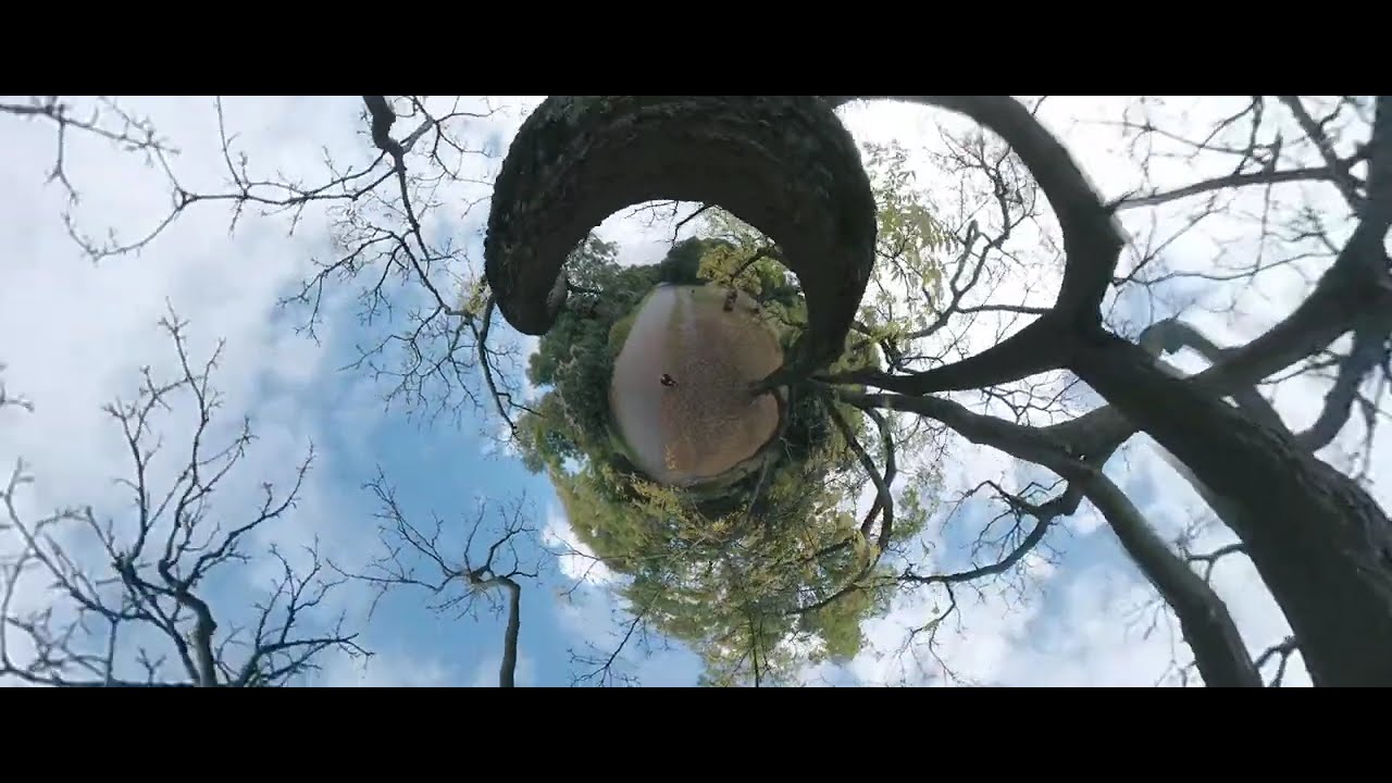 Arnold Arboretum, Spider Cork LP Panorama (360-degree) 4K - YouTube