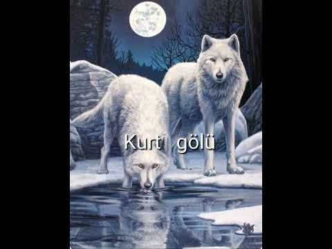 Jungkook ile hayal et |Kurt gölü| BÖLÜM 1 (açıklamada)