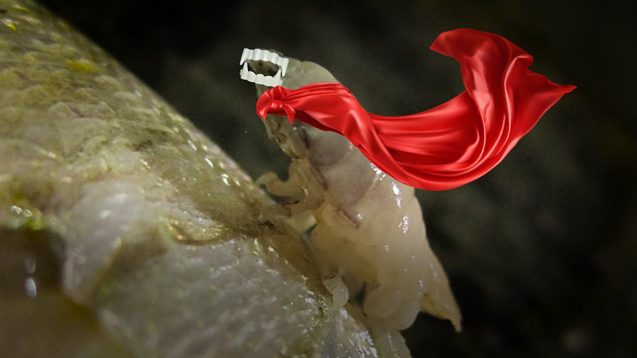 'Vampire' parasite becomes a living tongue - YouTube