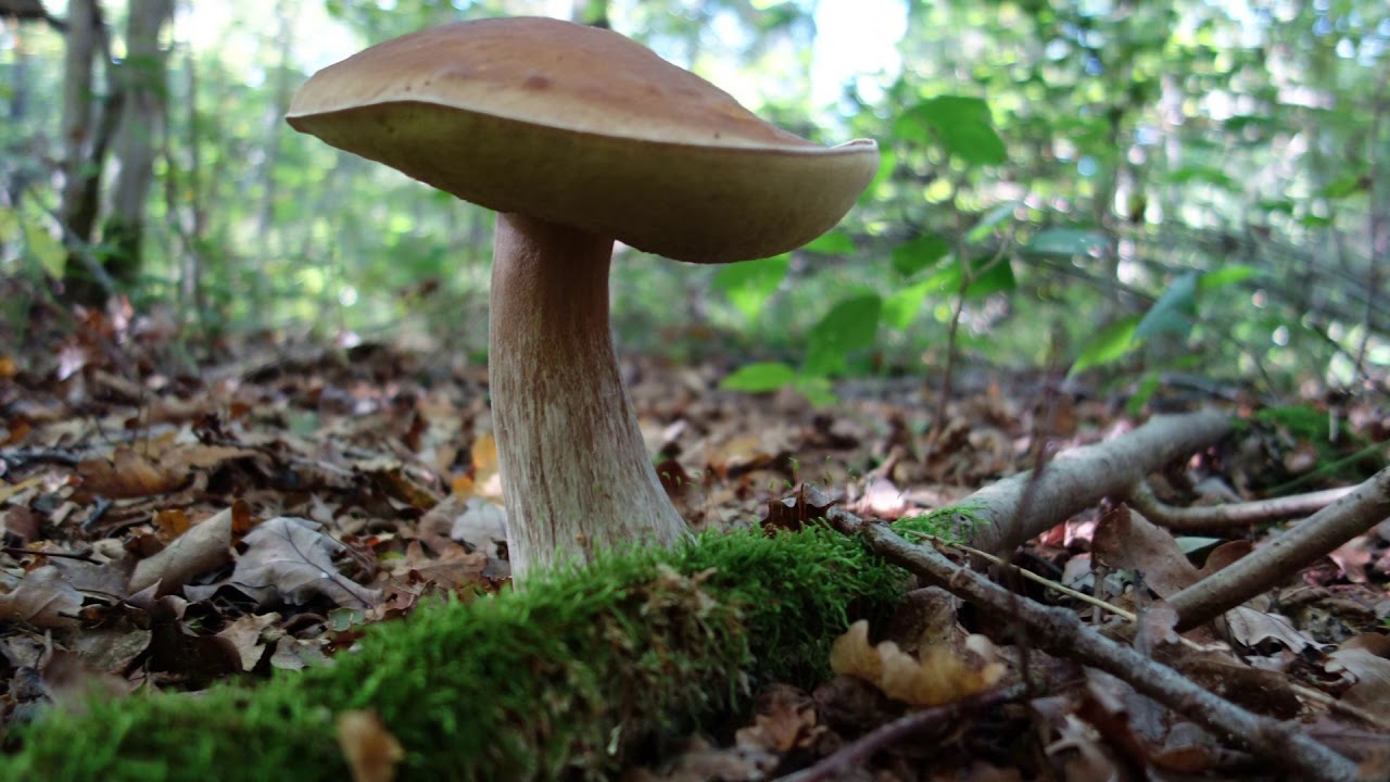 La forêt aux cèpes et autres champignons - YouTube