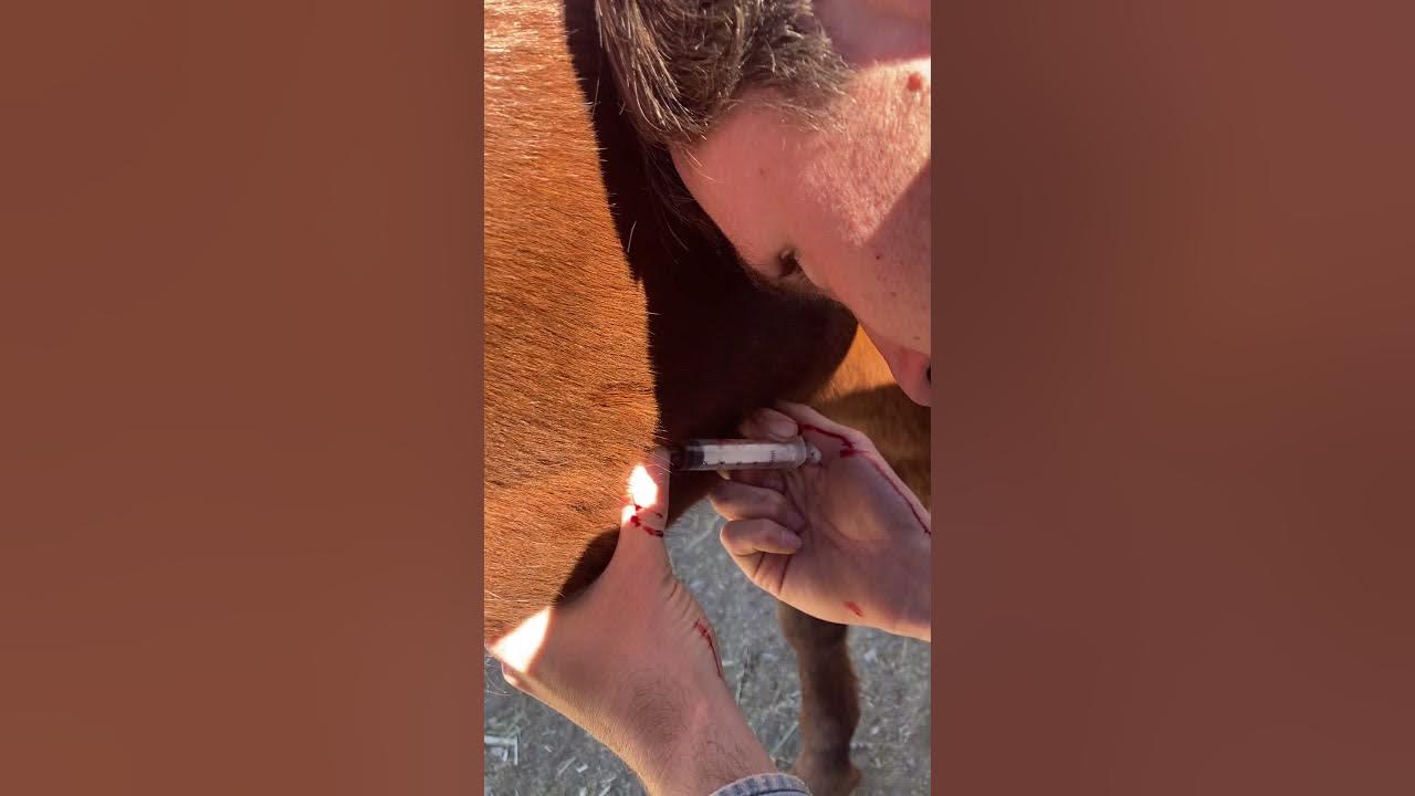 How to give intravenous injection to horse #horsecare - YouTube