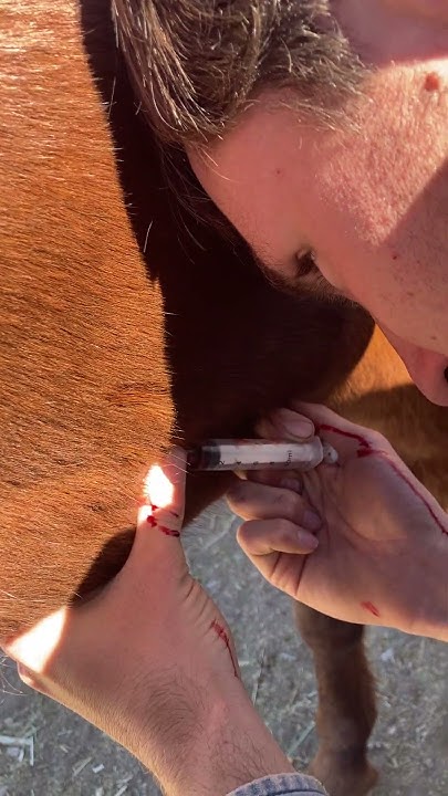 How to give intravenous injection to horse #horsecare - YouTube