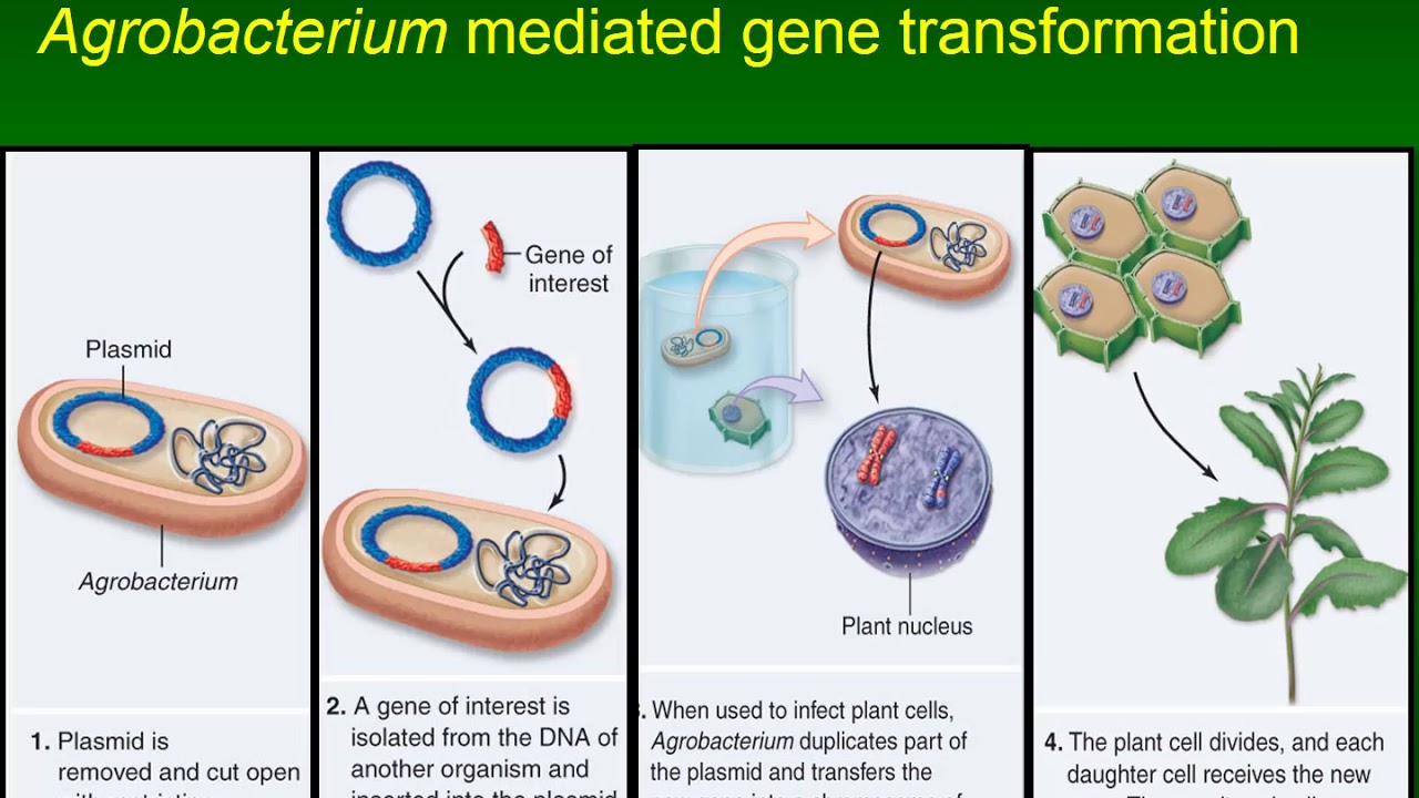 biopharming - YouTube