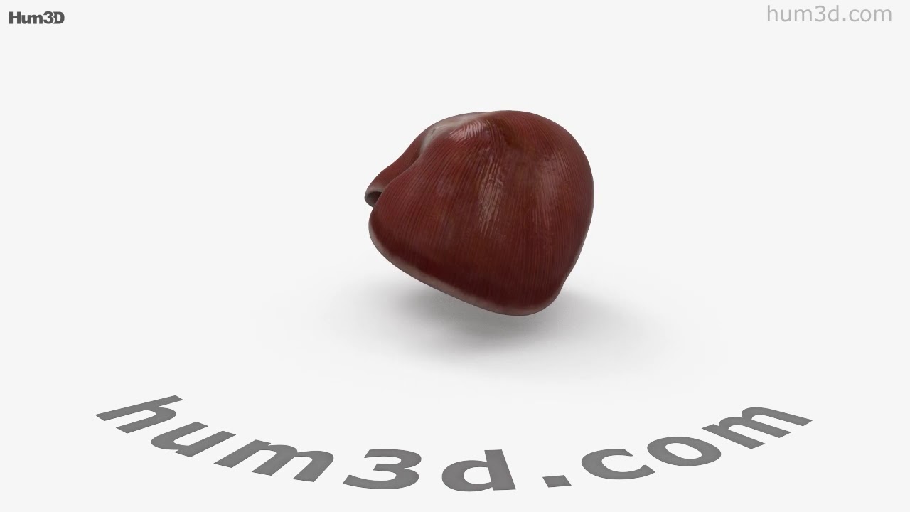Diaphragm 3D model by 3DModels.org - YouTube