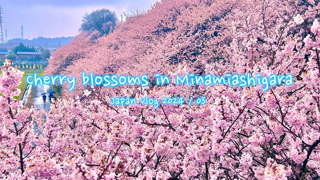 Cherry blossoms in Minamiashigara | Ichinoseki Harane, Harumekizakura ...