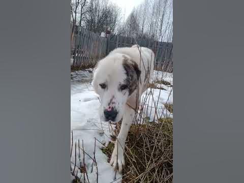 пони играет с водой - YouTube
