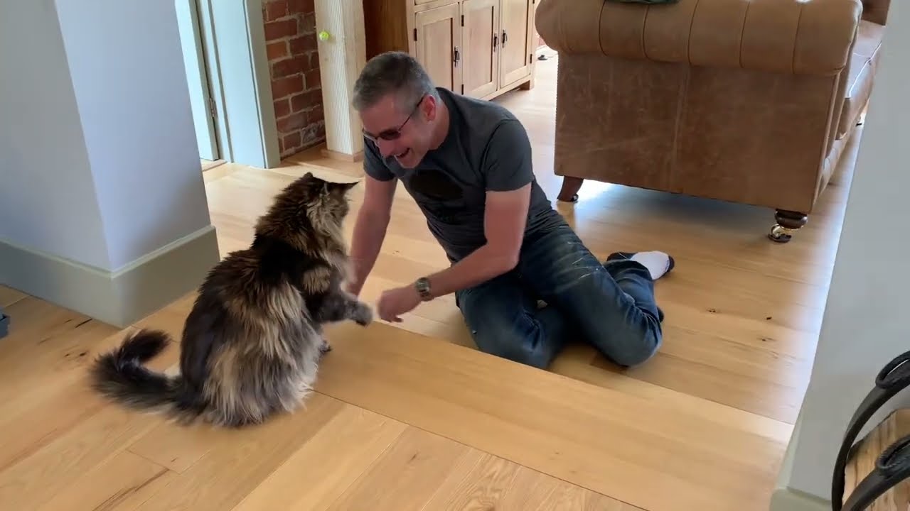 Maine Coon Vs. Human Playing - YouTube
