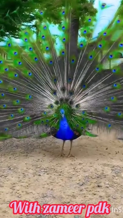 Peacock Sounds 😍 Amazing Peacock Dance With Voice 😘 Indian Beautiful