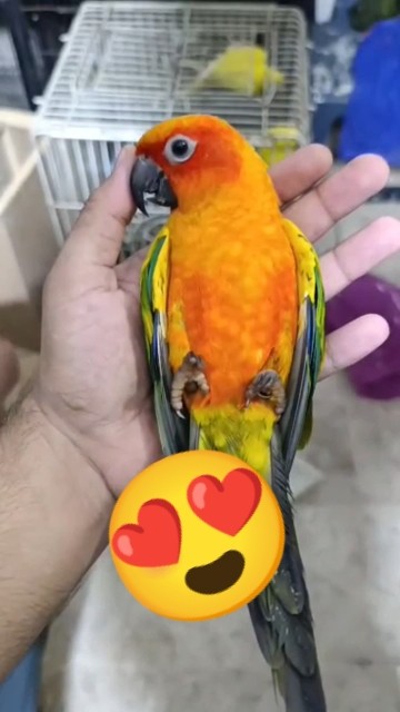 SUN KANNUR PARROTS SO BEAUTIFUL/ #parrots #cute #birdsinlove - YouTube