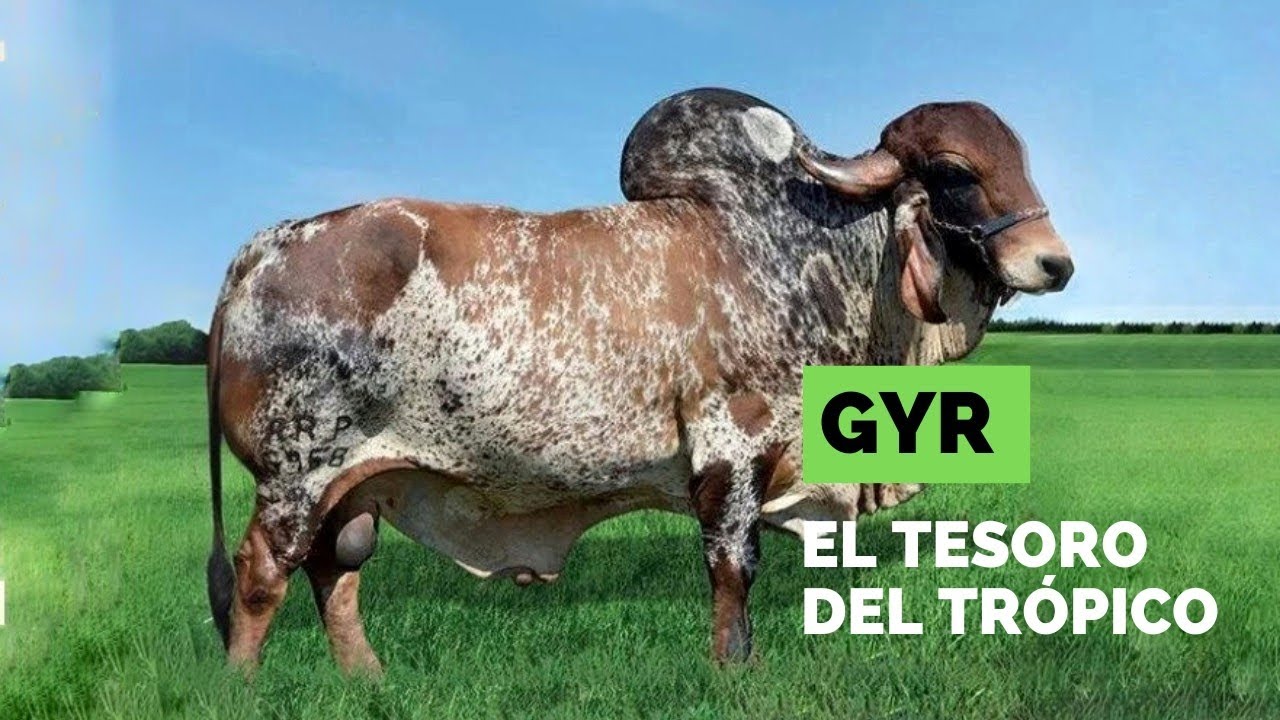 El GYR tesoro ganadero del Trópico - Historia y características de la ...