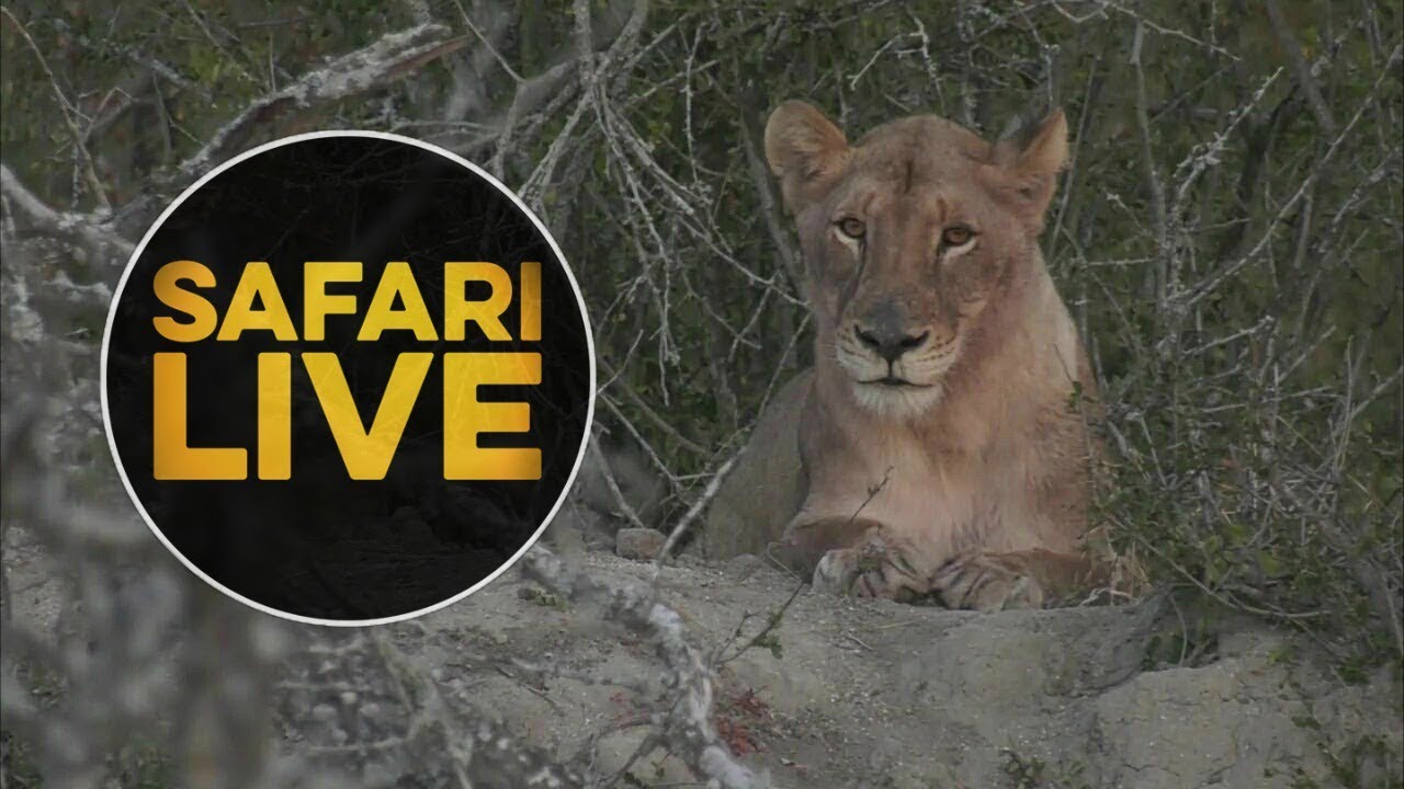 safariLIVE - Sunset Safari - July 15, 2018 - YouTube