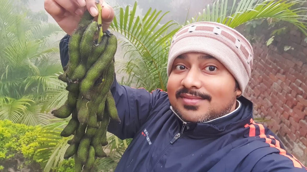 केवाच (कोंच) के फायदे / Benefits of kewach (komch) #velvetbeans #kewach ...