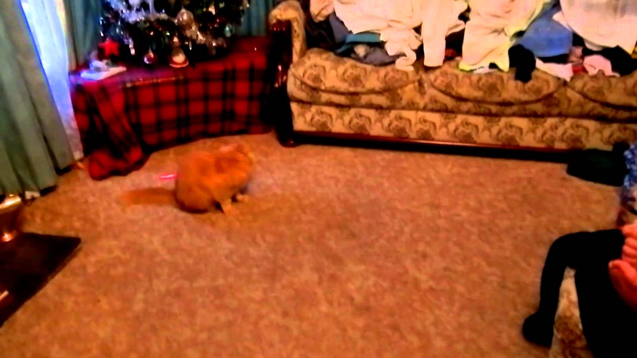 Rotating Cat - YouTube