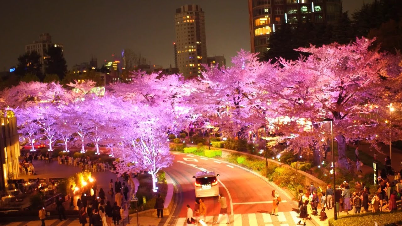 【4K】Tokyo Midtown Night Cherry Blossom Street View. Crazy beatiful ...