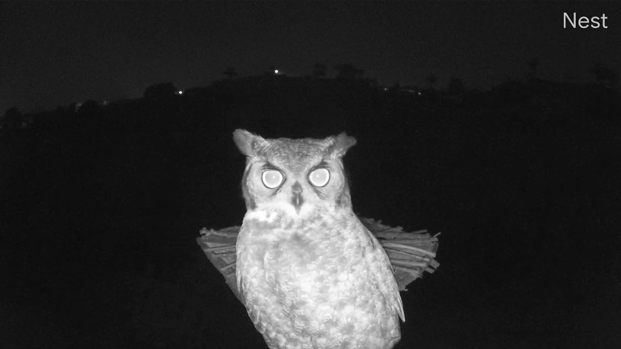 November 21st 1:43AM - Great Horned Owl - Cleaning After Dinner - San ...