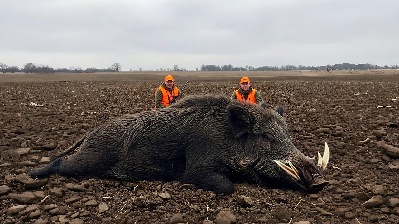 MONSTER WILD BOAR! -2 You Won't Believe the Size of the Wild Boar We ...