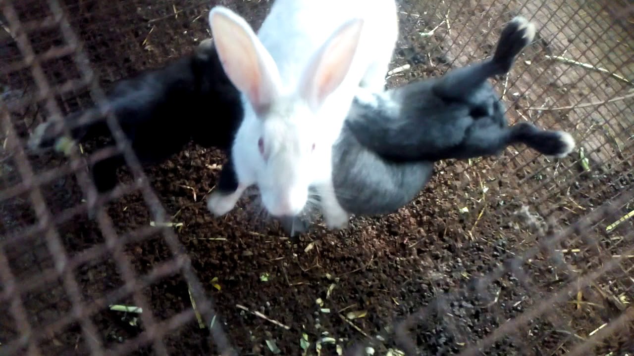 Breaded Rabbit selection - YouTube