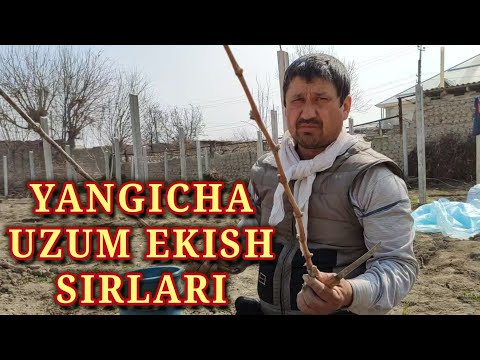 Uzum novdalarini qanday eksa xatosiz koʻklaydi. Yangicha uslubdagi ekish sirlari oshkor boʻldi.