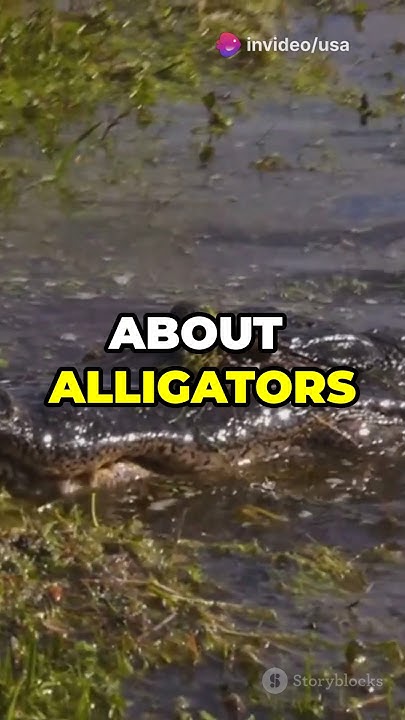 Discover the Majestic Alligator! #youtubeshorts #alligator #usa # ...