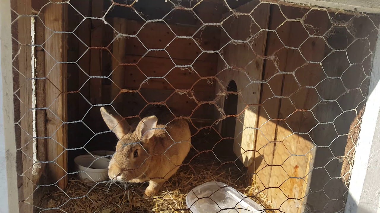 Chicken and rabbit update - YouTube