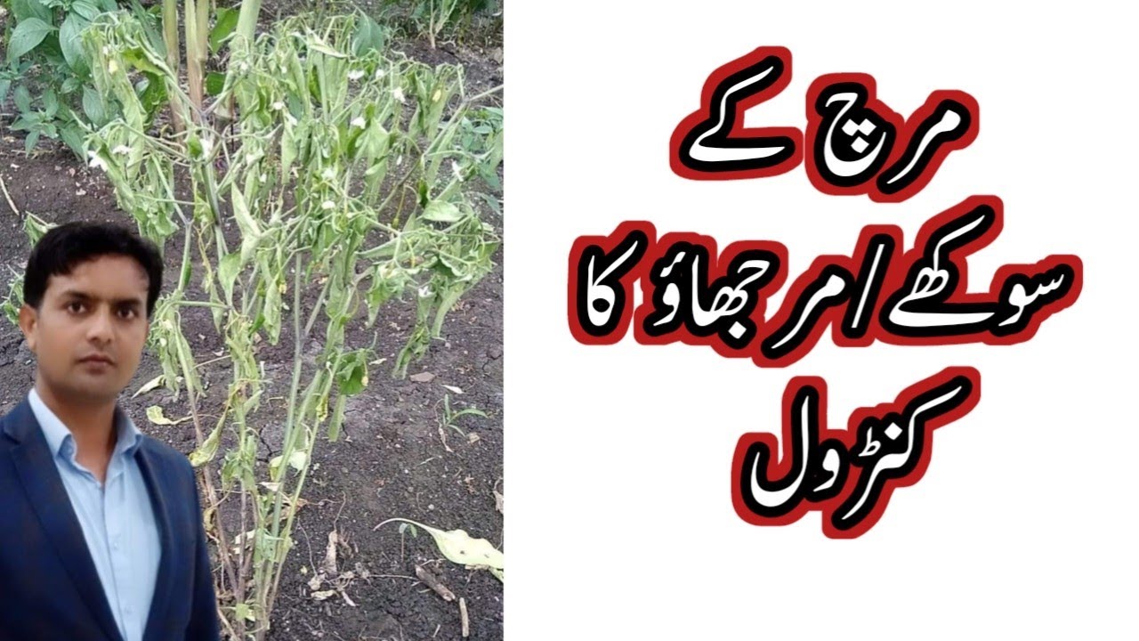 Control of wilting disease in chillies | Fusarium will of chillies ...