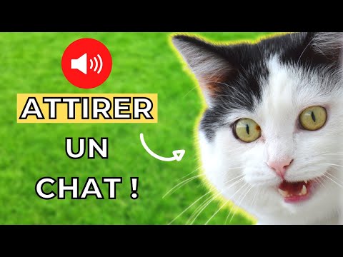Bruit de Chat pour Attirer un Chat (GARANTI) 🐱 Miaulement pour attirer les chats