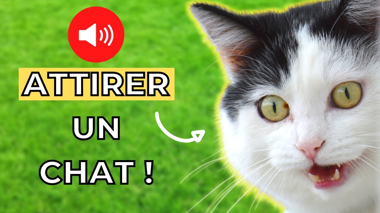 Bruit de Chat pour Attirer un Chat (GARANTI) 🐱 Miaulement pour attirer ...