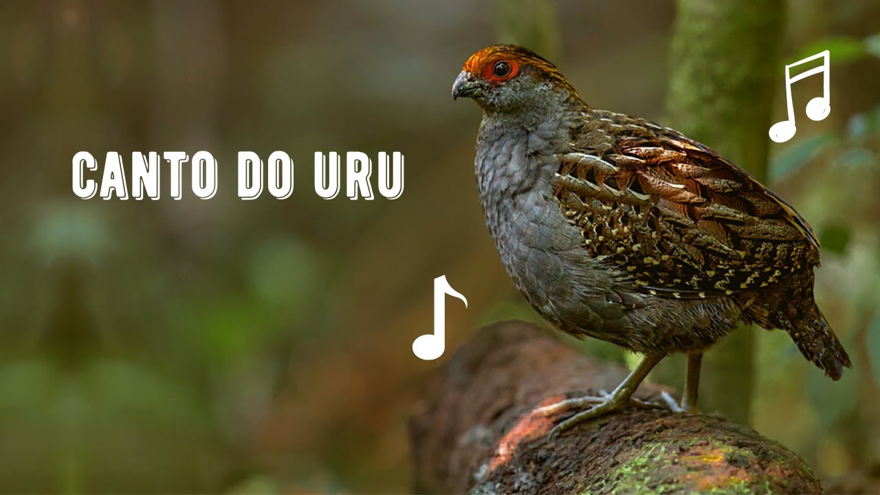 Canto do Uru / Uru Capoeira / Uru do Nordeste | Spot-winged Wood-quail ...