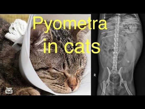 “Pyometra in Cats: Everything You Need to Know" - YouTube