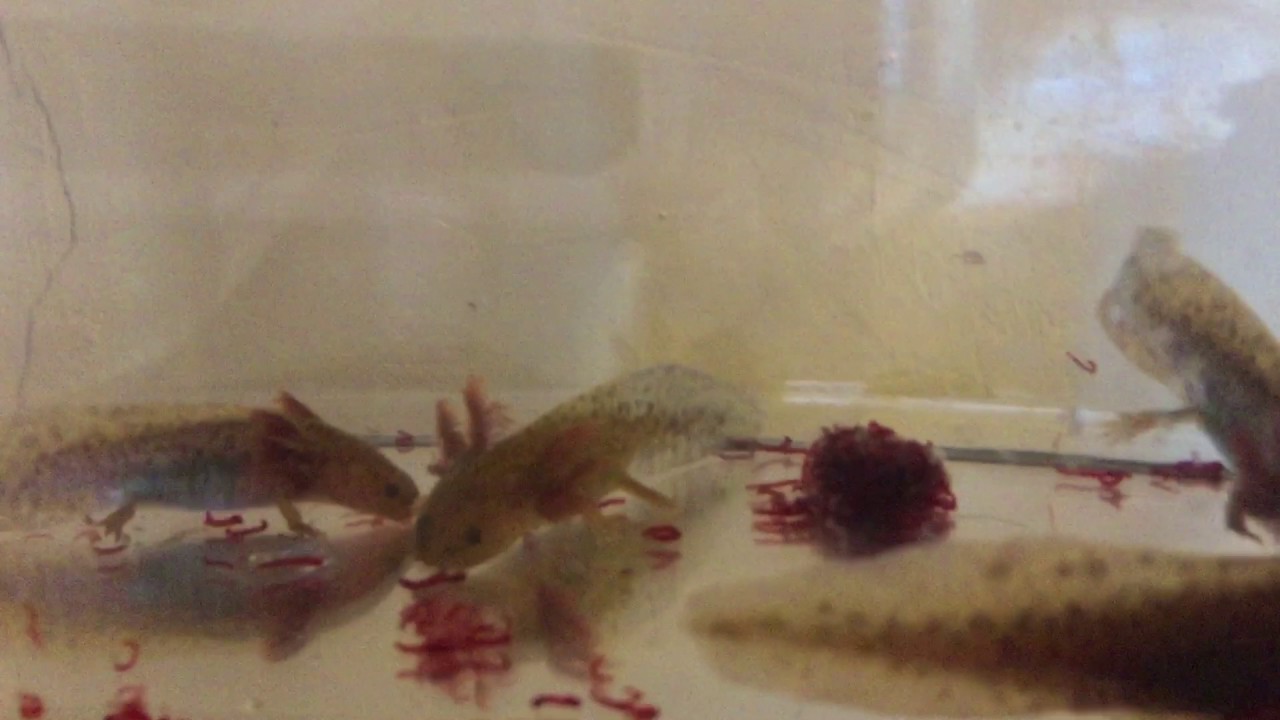 Copper Axolotls - YouTube