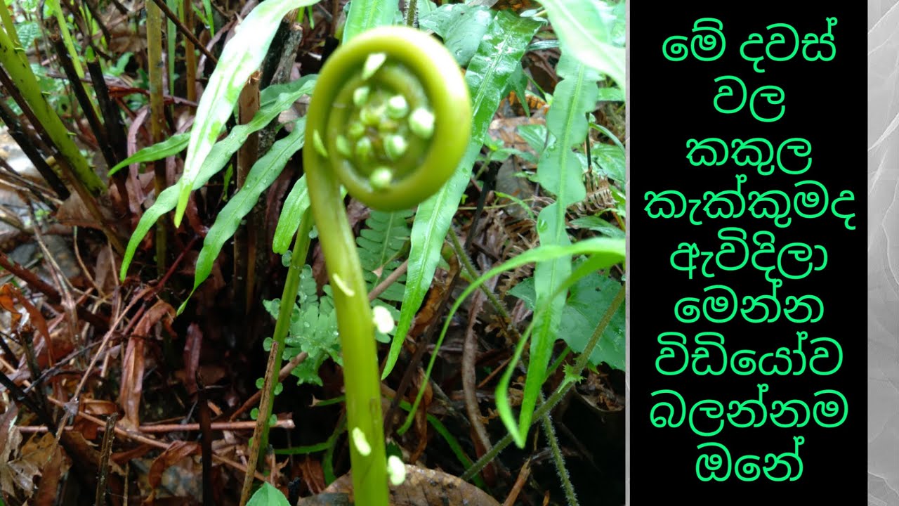 කැරන් කොකු/karan koku/bara koku/karan koku malowa/barakoku sri lanka/# ...